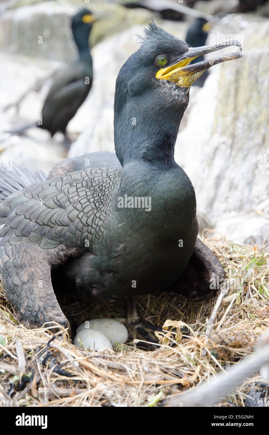 Shag with eggs in nest Stock Photo - Alamy