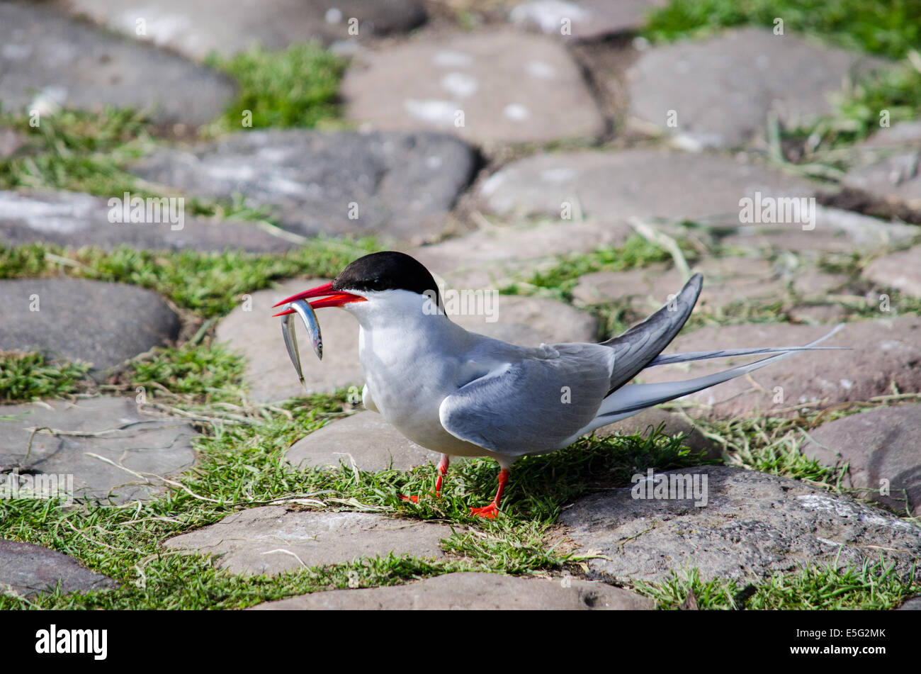 Arctic tern with fish Stock Photo - Alamy