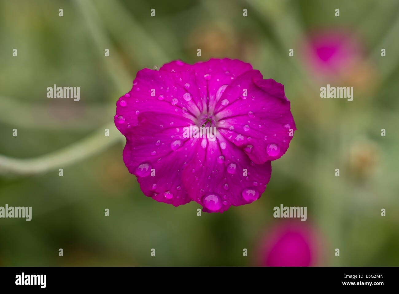 Purple small flower hi-res stock photography and images - Alamy
