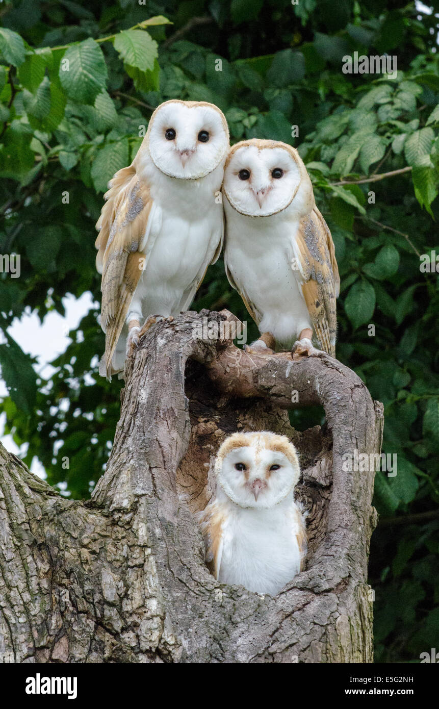 Family of three barn owls perched in tree Stock Photo - Alamy