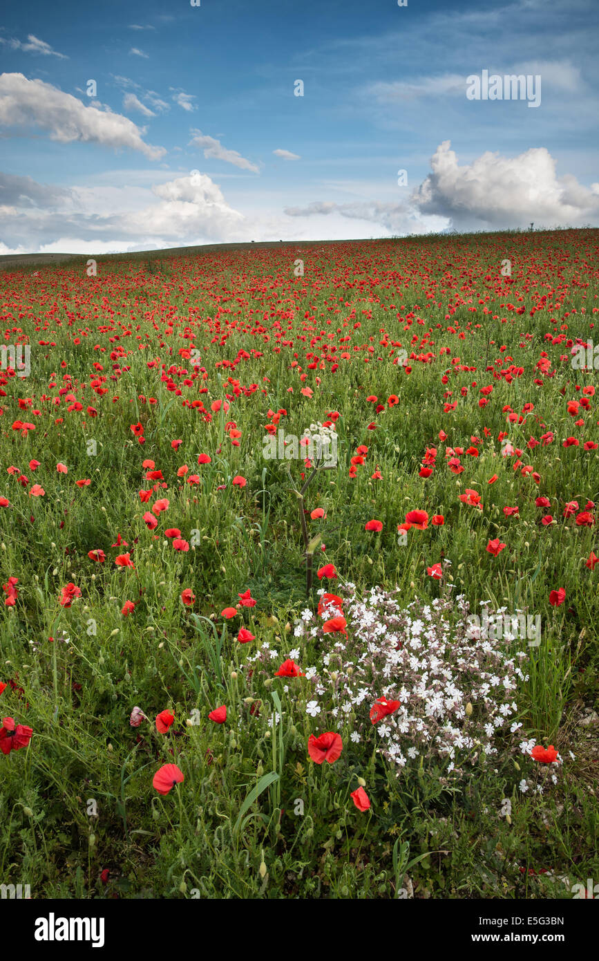 Beautiful poppy field landscape during Summer sunset with dramatic sky ...