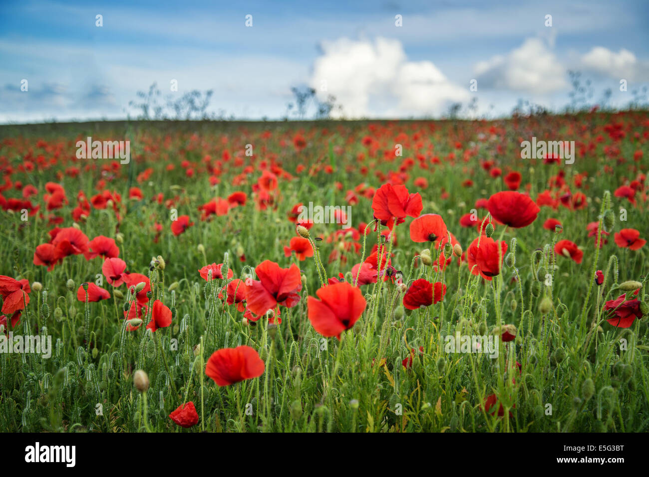 Beautiful poppy field landscape during Summer sunset with dramatic sky ...