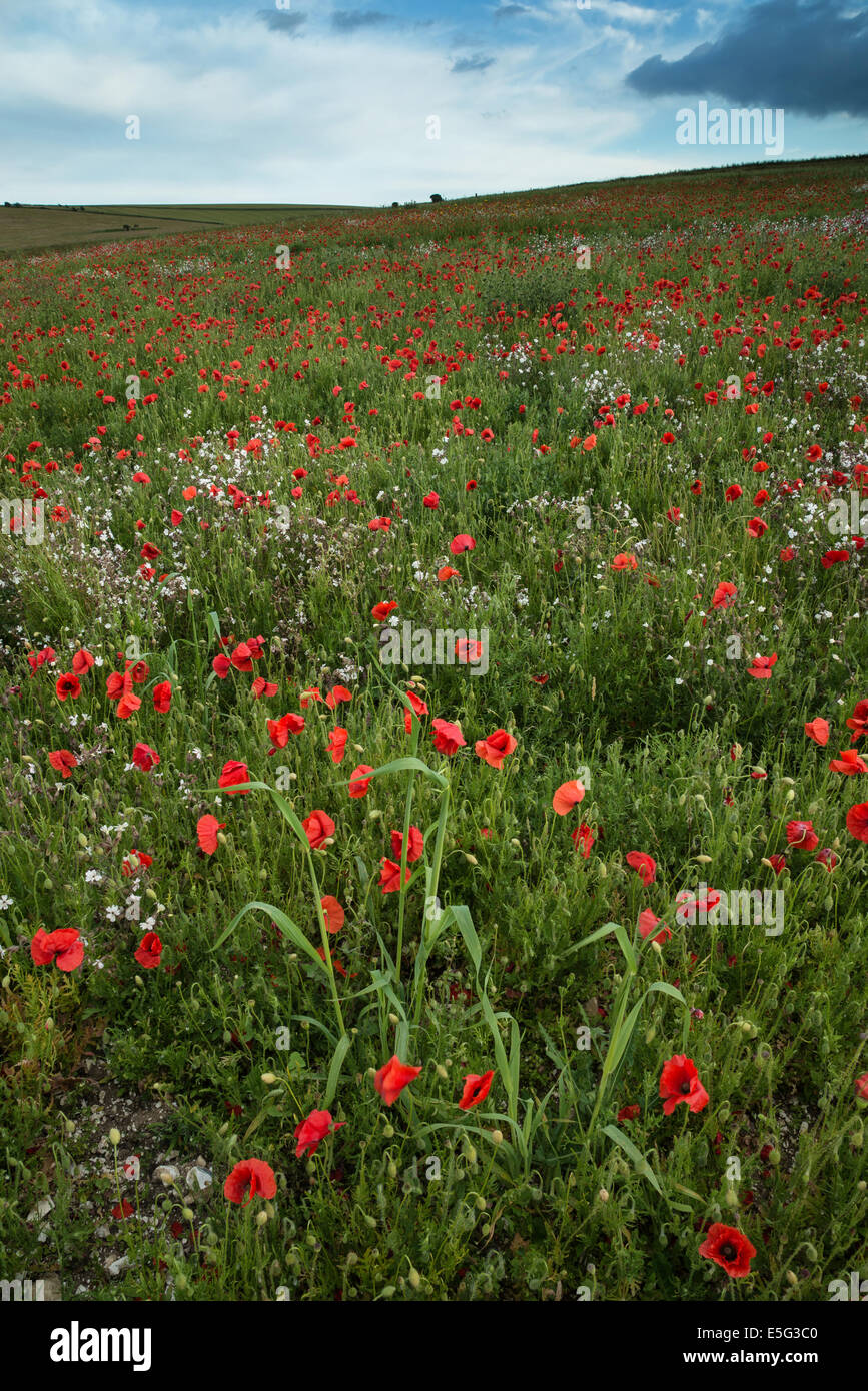 Beautiful poppy field landscape during Summer sunset with dramatic sky ...