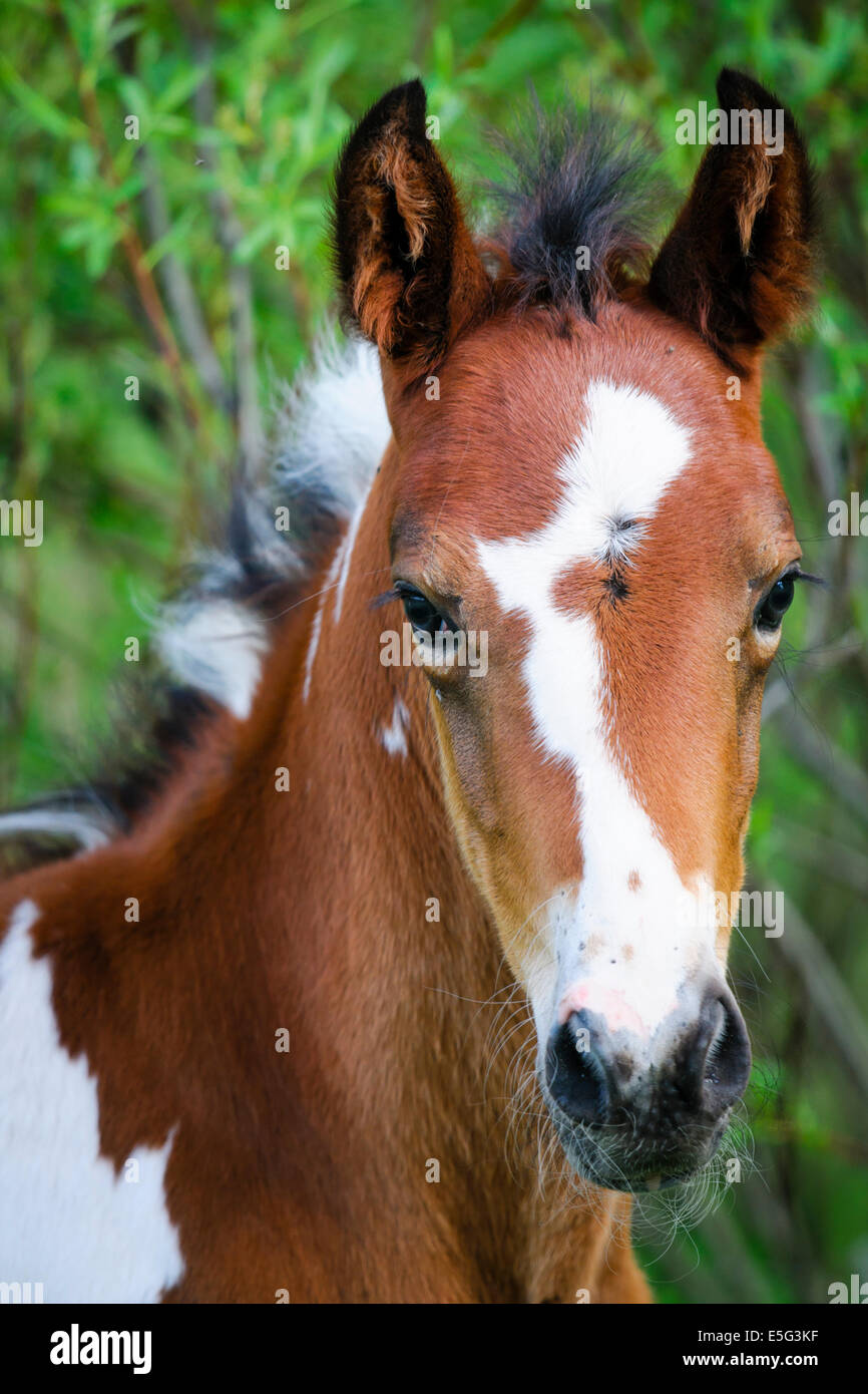 Painted pony hi-res stock photography and images - Alamy