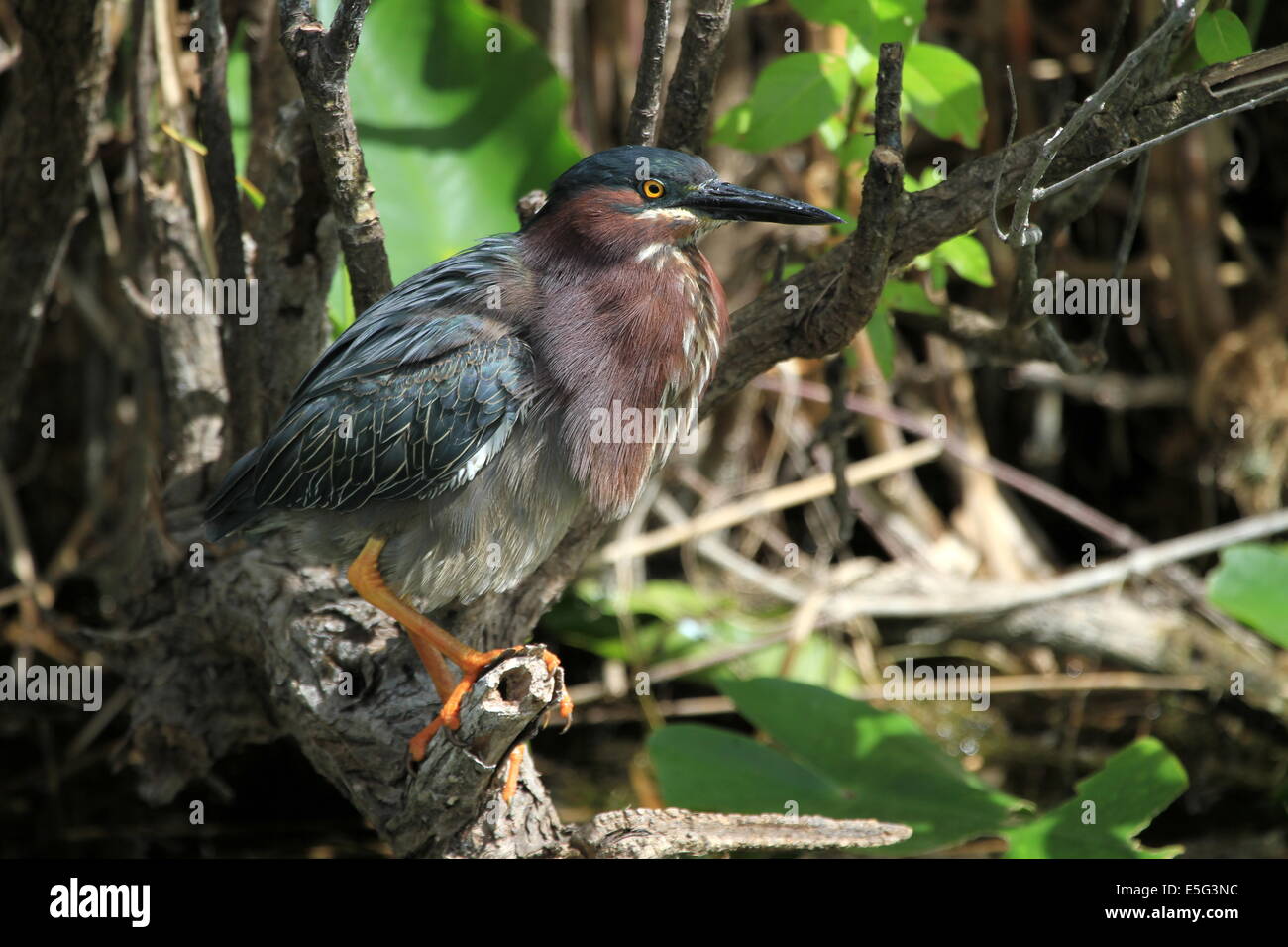Little Green Heron Stock Photo - Alamy