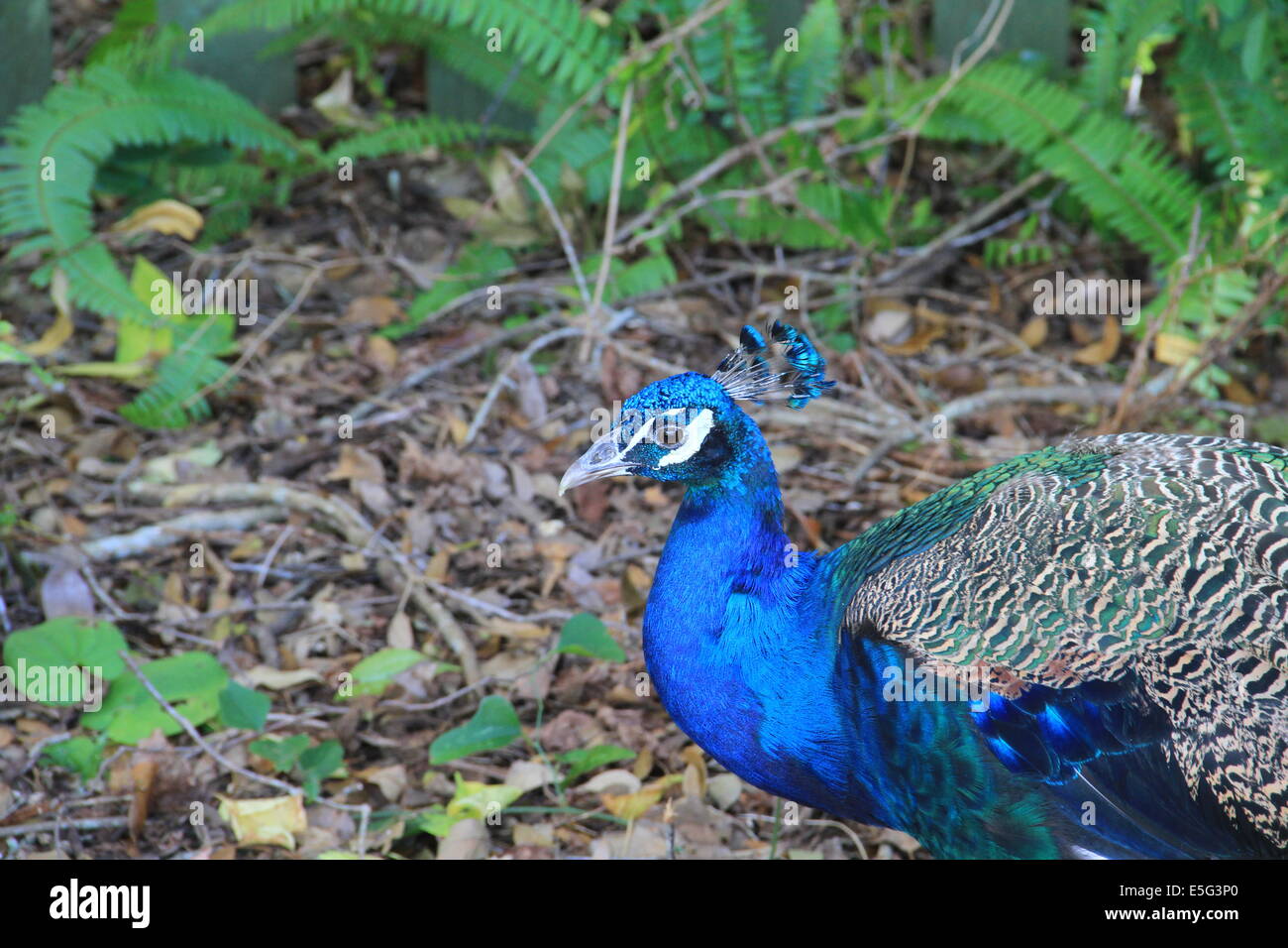 Florida peacock hi-res stock photography and images - Alamy