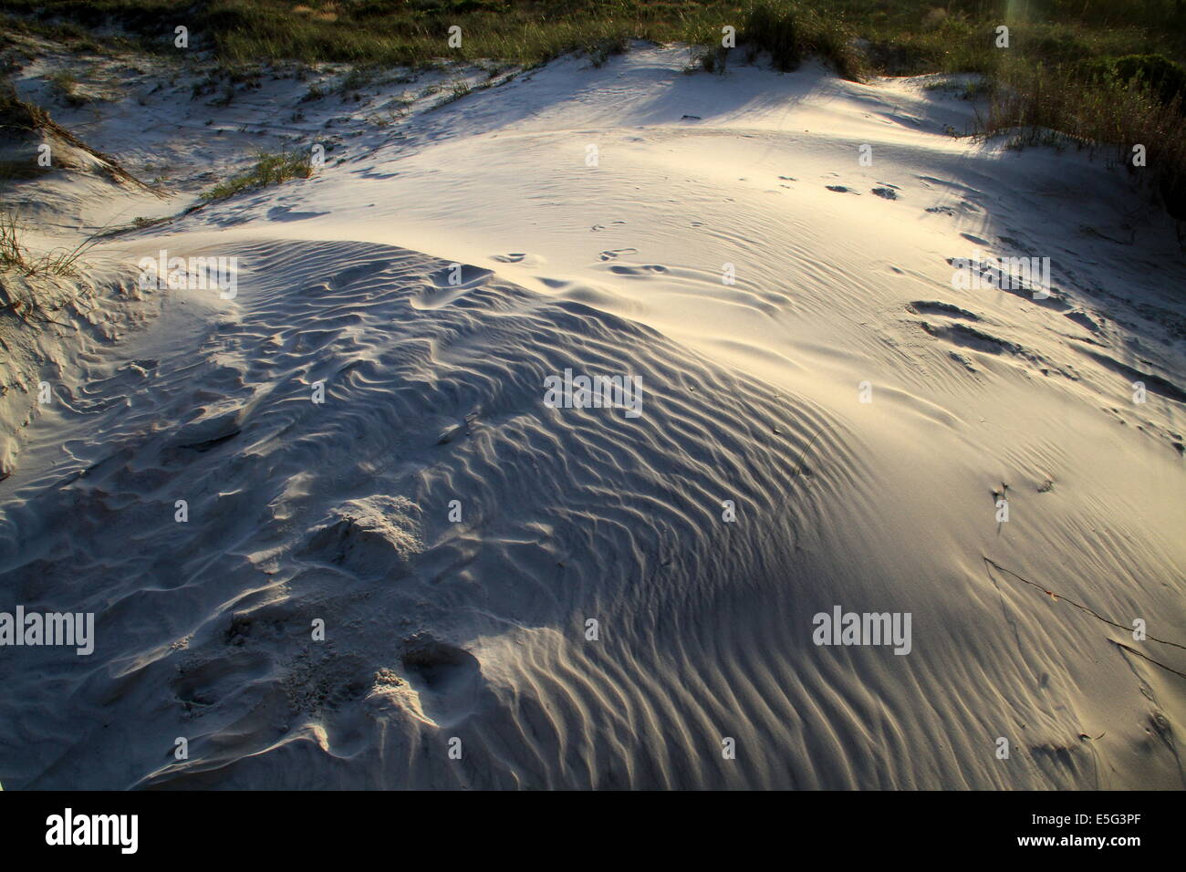 Florida beach sand dunes grass florida hi-res stock photography and ...