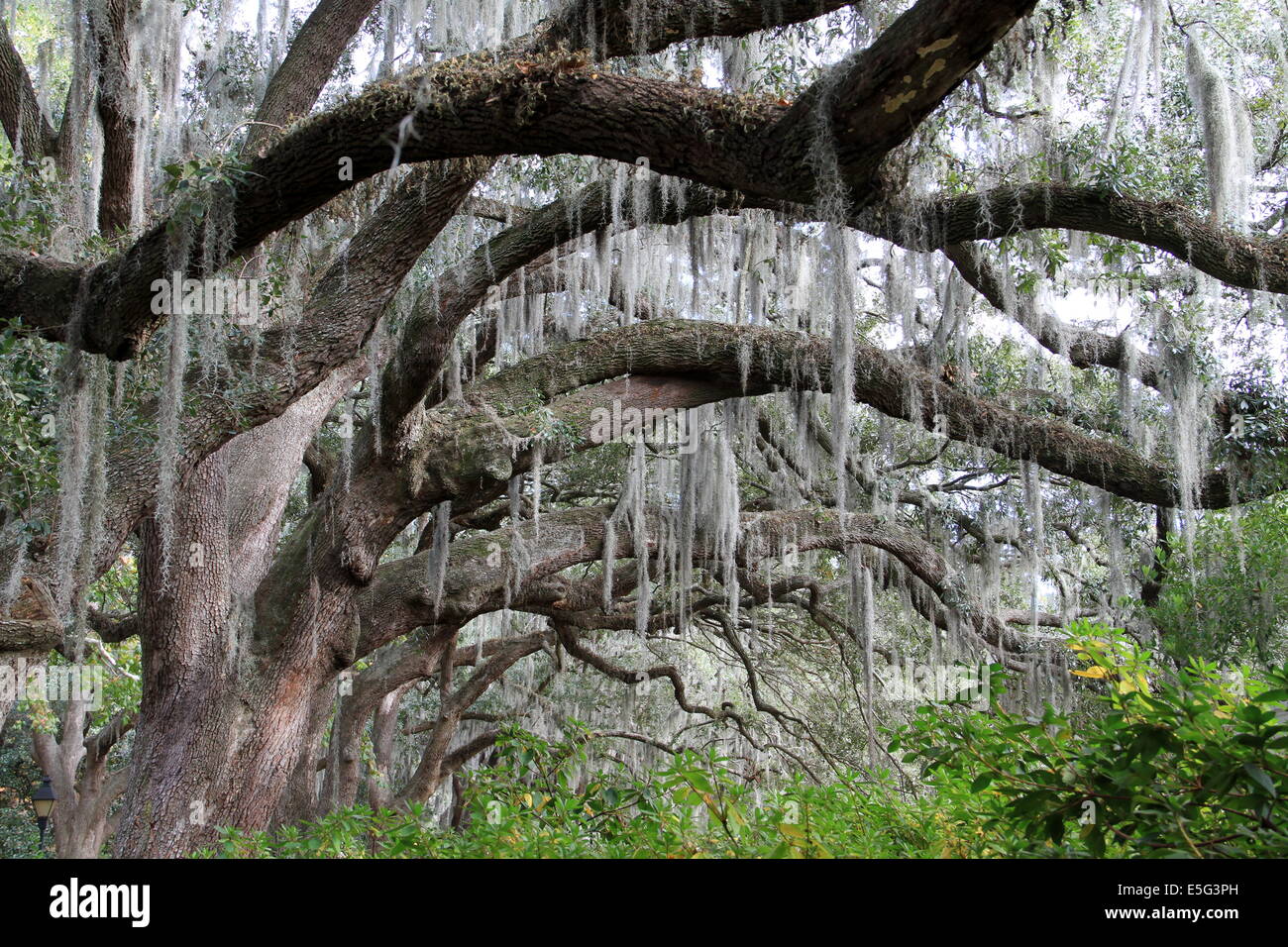 Majestic Southern Moss Covered Oaks Stock Photo - Alamy