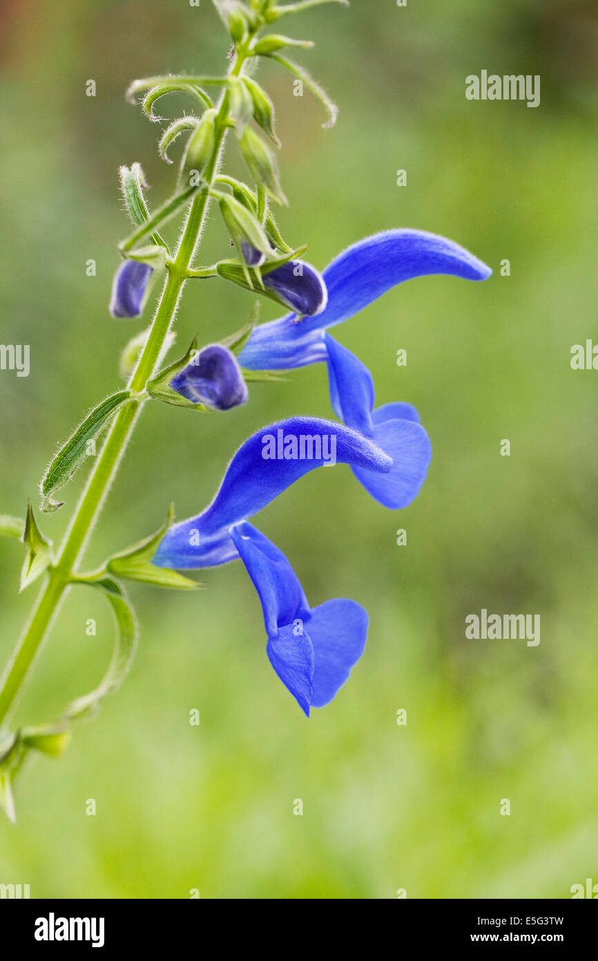 Salvia patens hi-res stock photography and images - Alamy