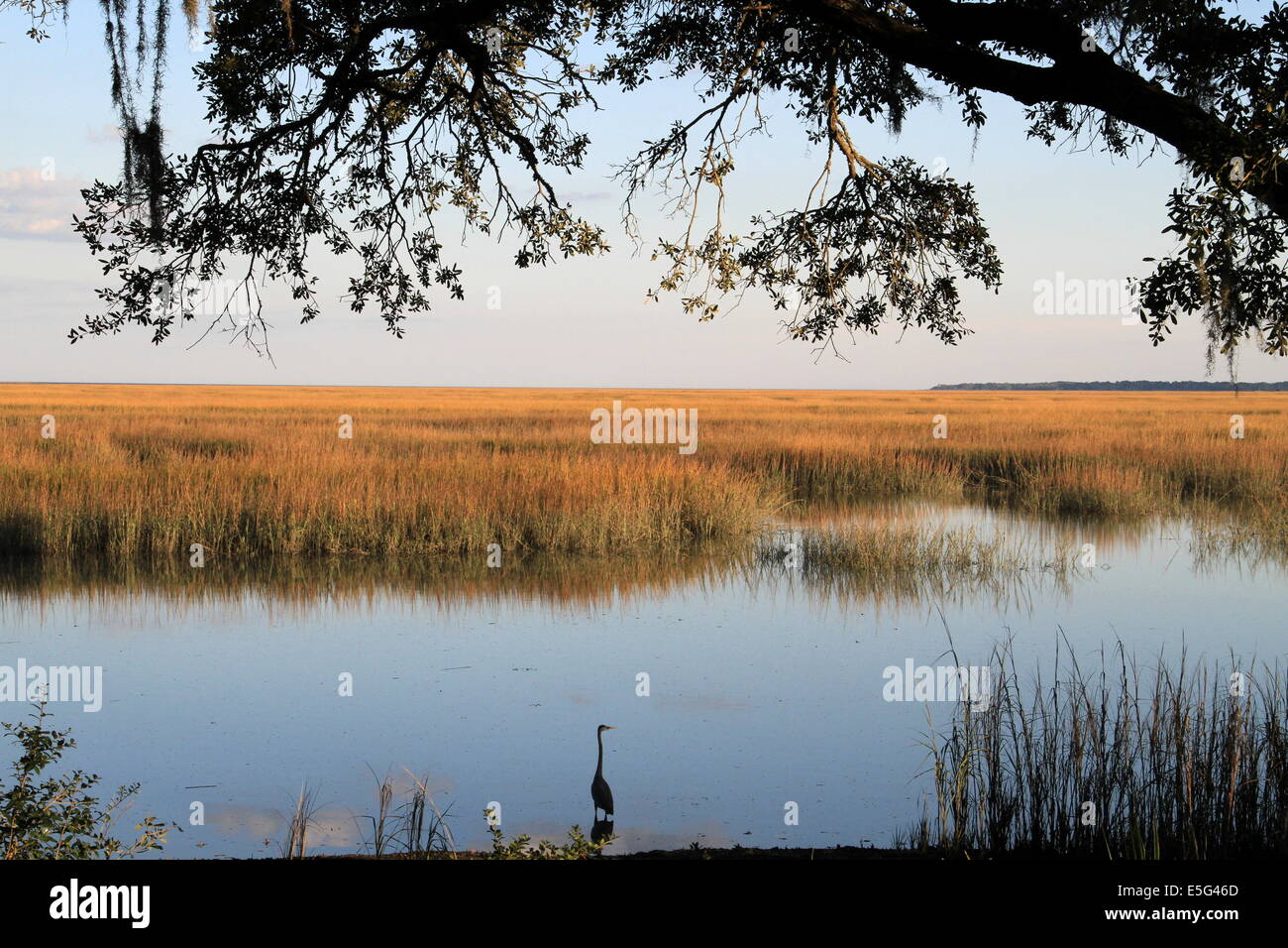 Skidaway Island High Resolution Stock Photography and Images - Alamy