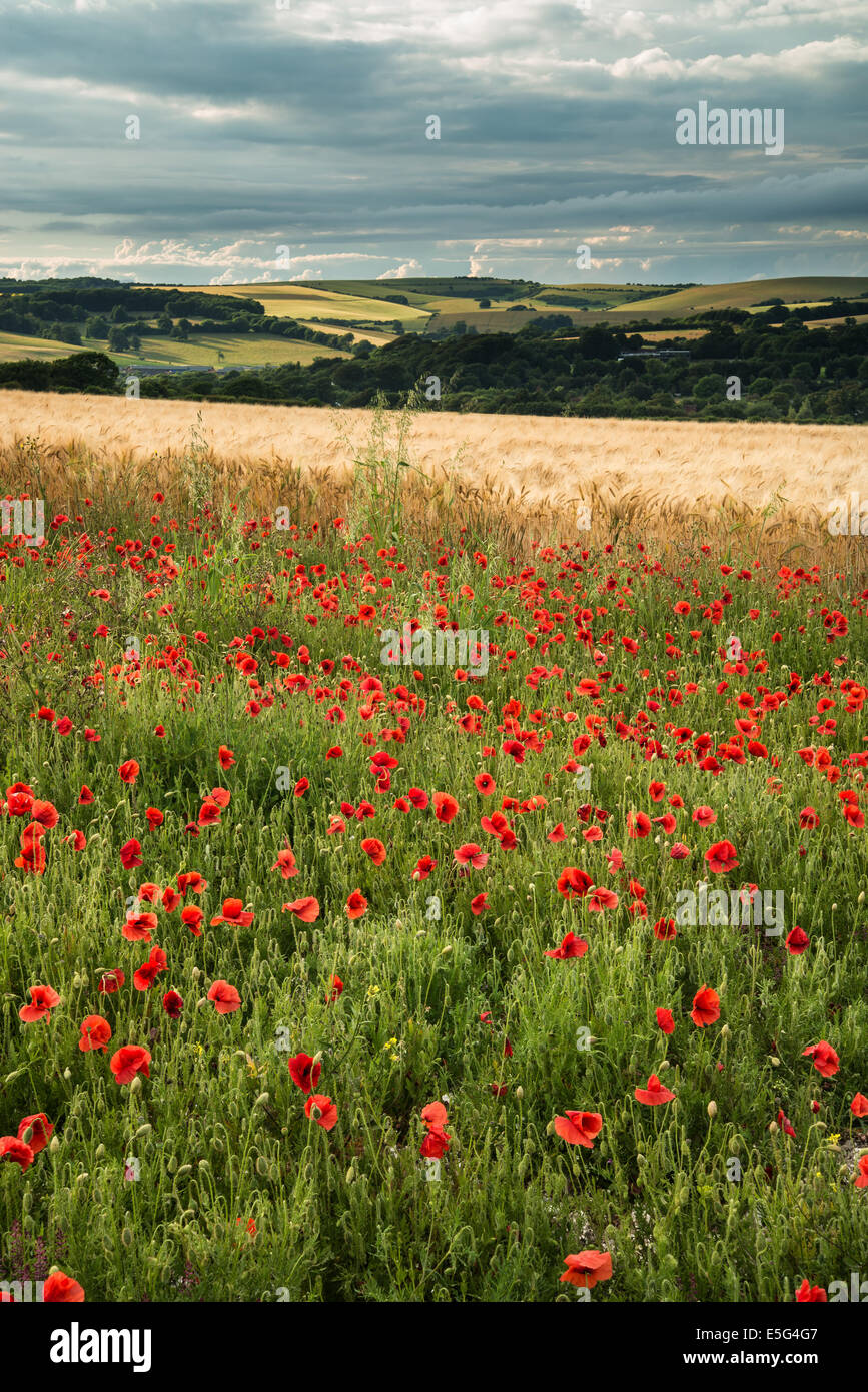 Beautiful poppy field landscape during Summer sunset with dramatic sky ...