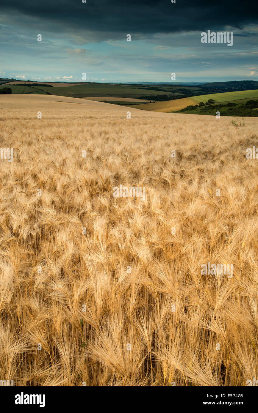 Stunning wheat field landscape under stormy Summer sunset sky Stock ...