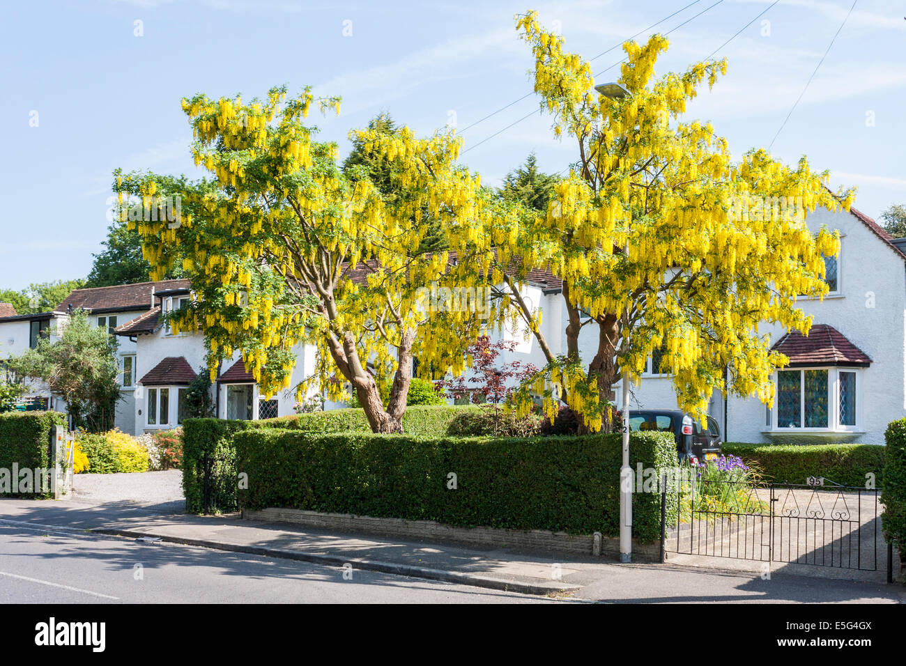 Common Laburnum, Laburnum anagyroides, in a suburban front garden ...