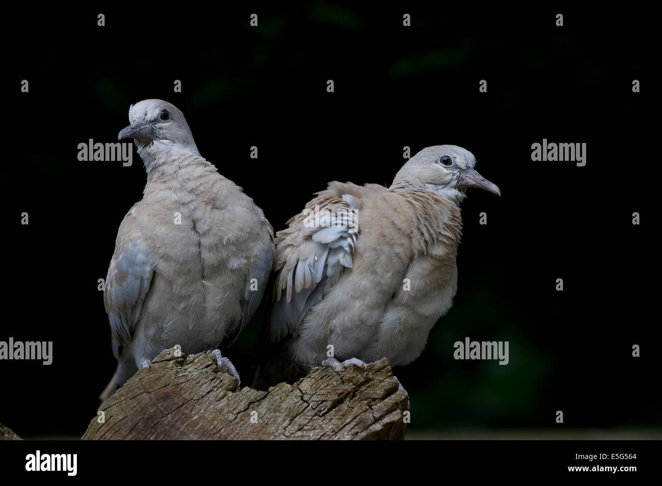 Juvenile Eurasian collared doves (Streptopelia decaocto Stock Photo - Alamy
