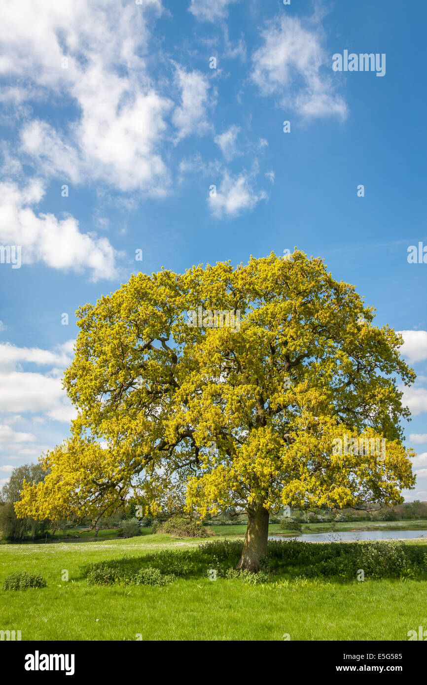Very sunny scene with a big old tree lit up in the foreground with a ...