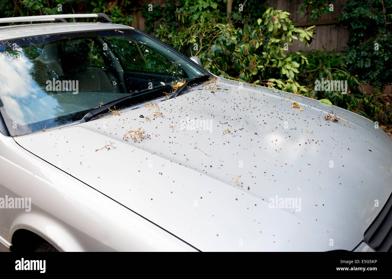 A silver car very dirty from trees overhead dropping leaves, sticks and ...