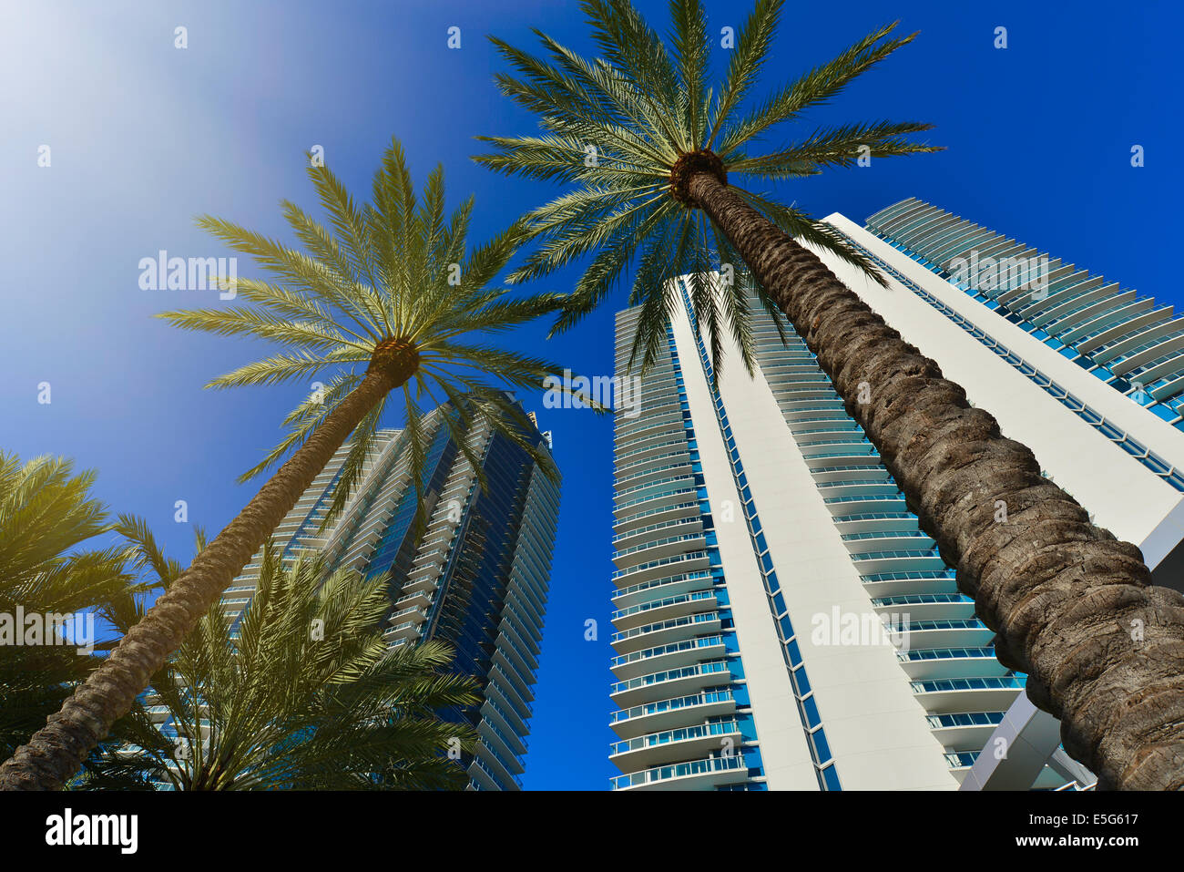 Modern residential buildings with palm tree against the dark blue sky ...
