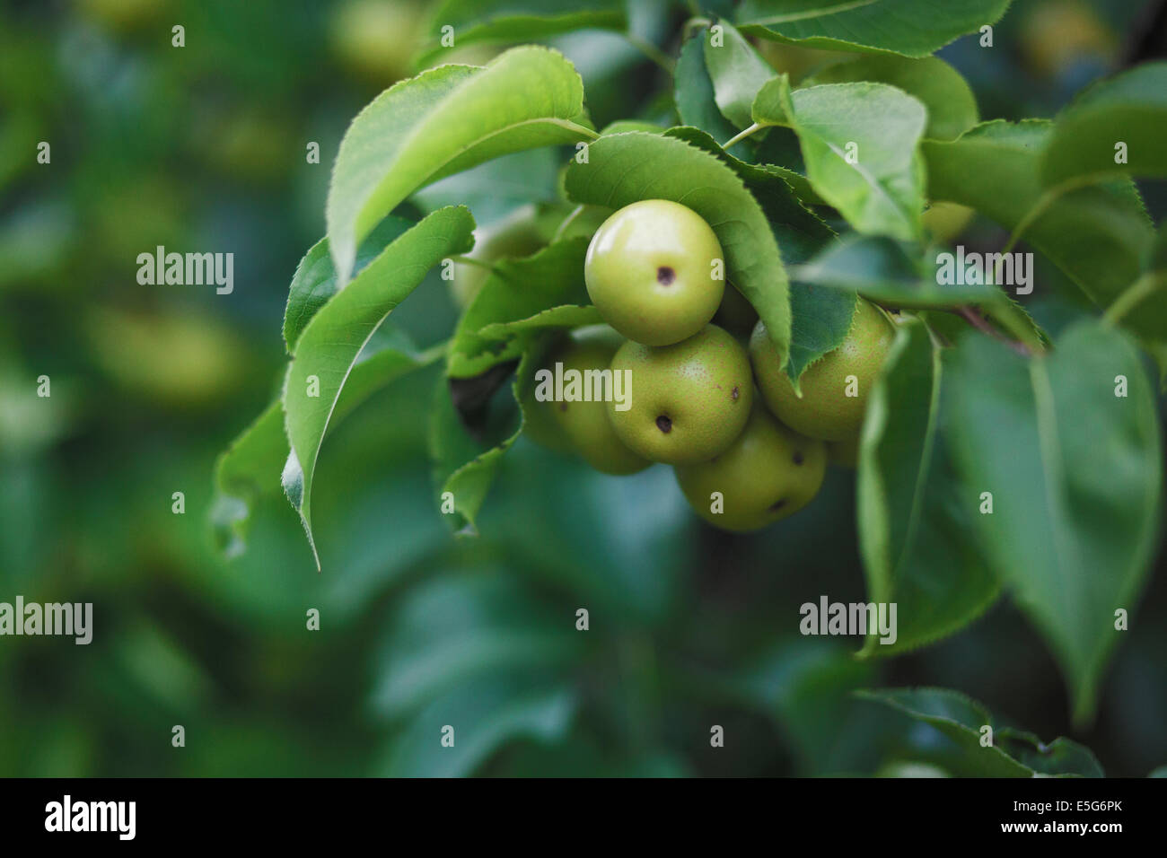 Asian pear tree in my backyard Stock Photo - Alamy