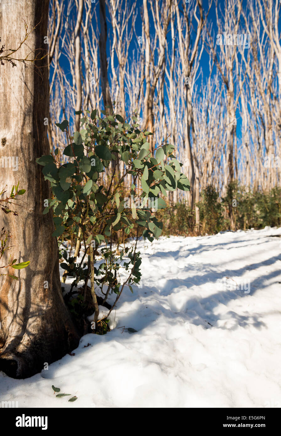 Eucalyptus gum tree fire australia hi-res stock photography and images ...