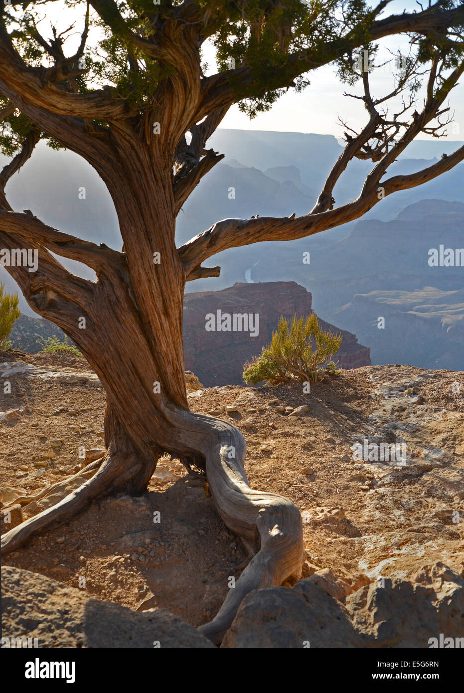A tree living on the rim of the Grand Canyon Stock Photo - Alamy