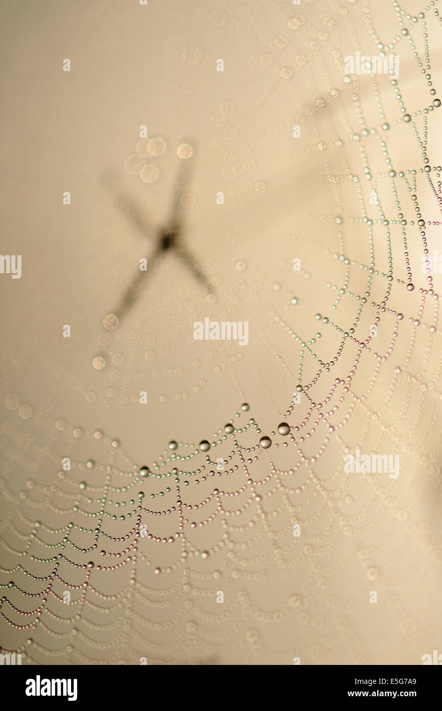 Web strand hi-res stock photography and images - Alamy