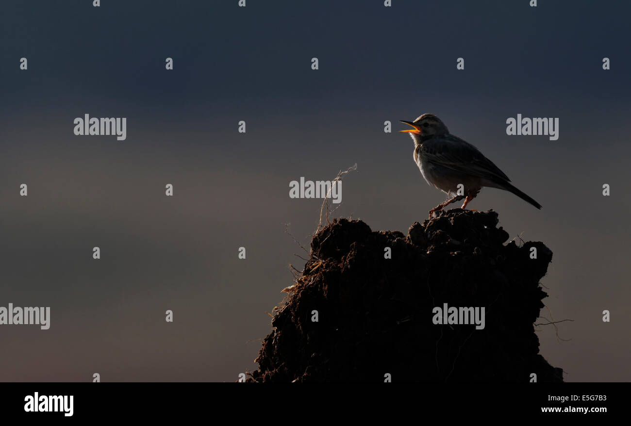 Beautiful song bird hi-res stock photography and images - Alamy