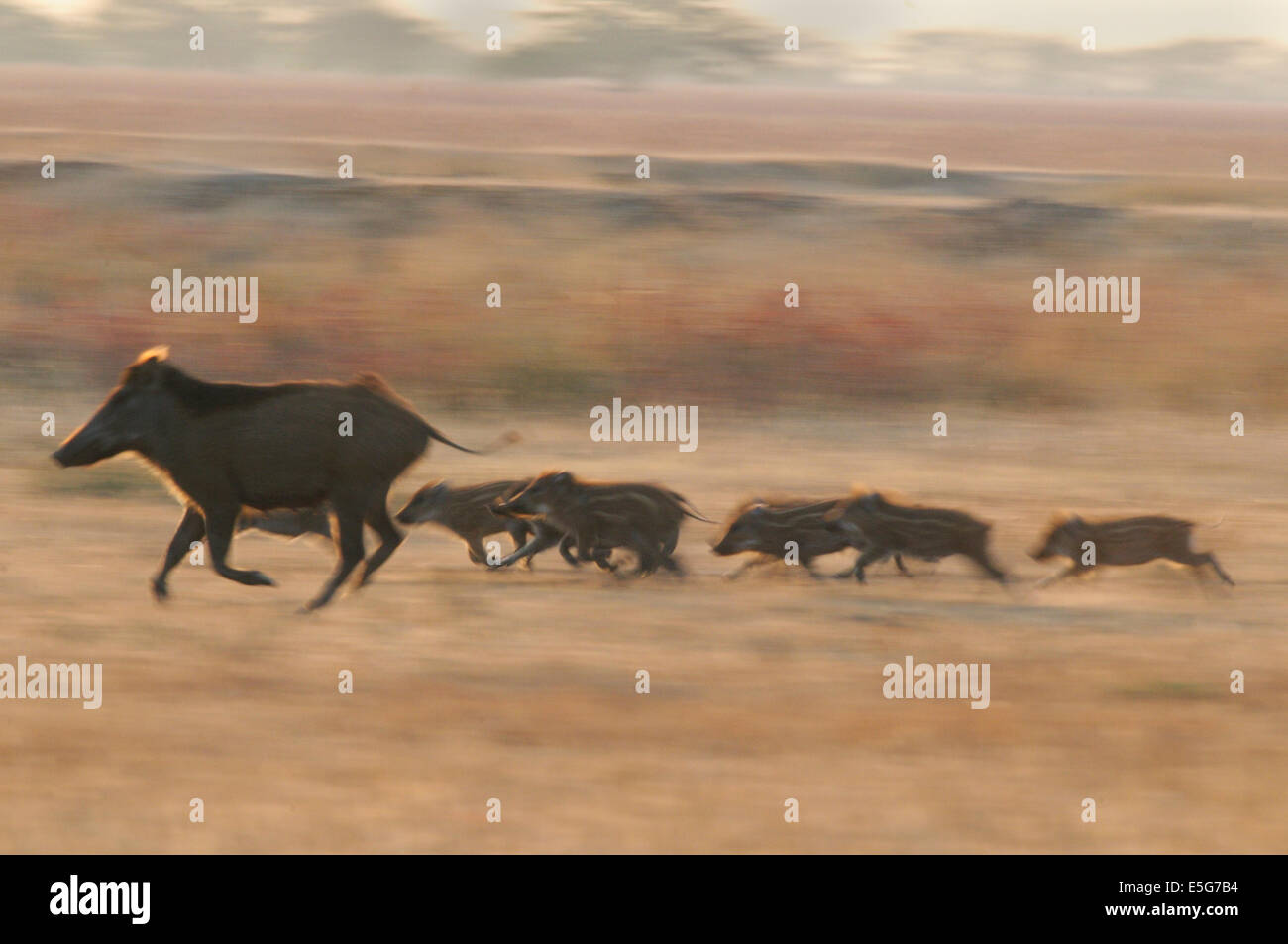 Run wild boar hi-res stock photography and images - Alamy