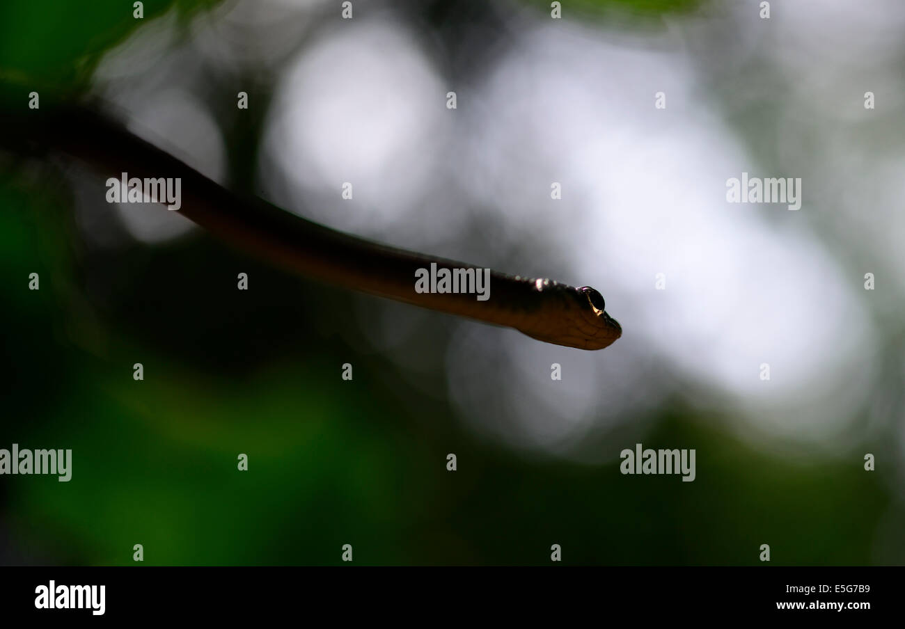 Forest snake hi-res stock photography and images - Alamy