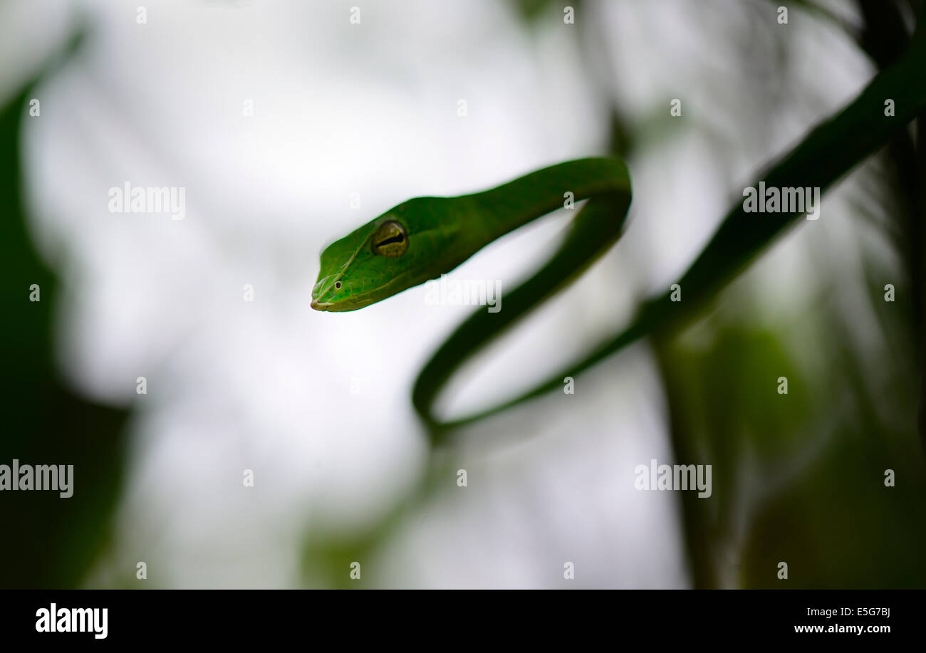 Unique snake hi-res stock photography and images - Alamy