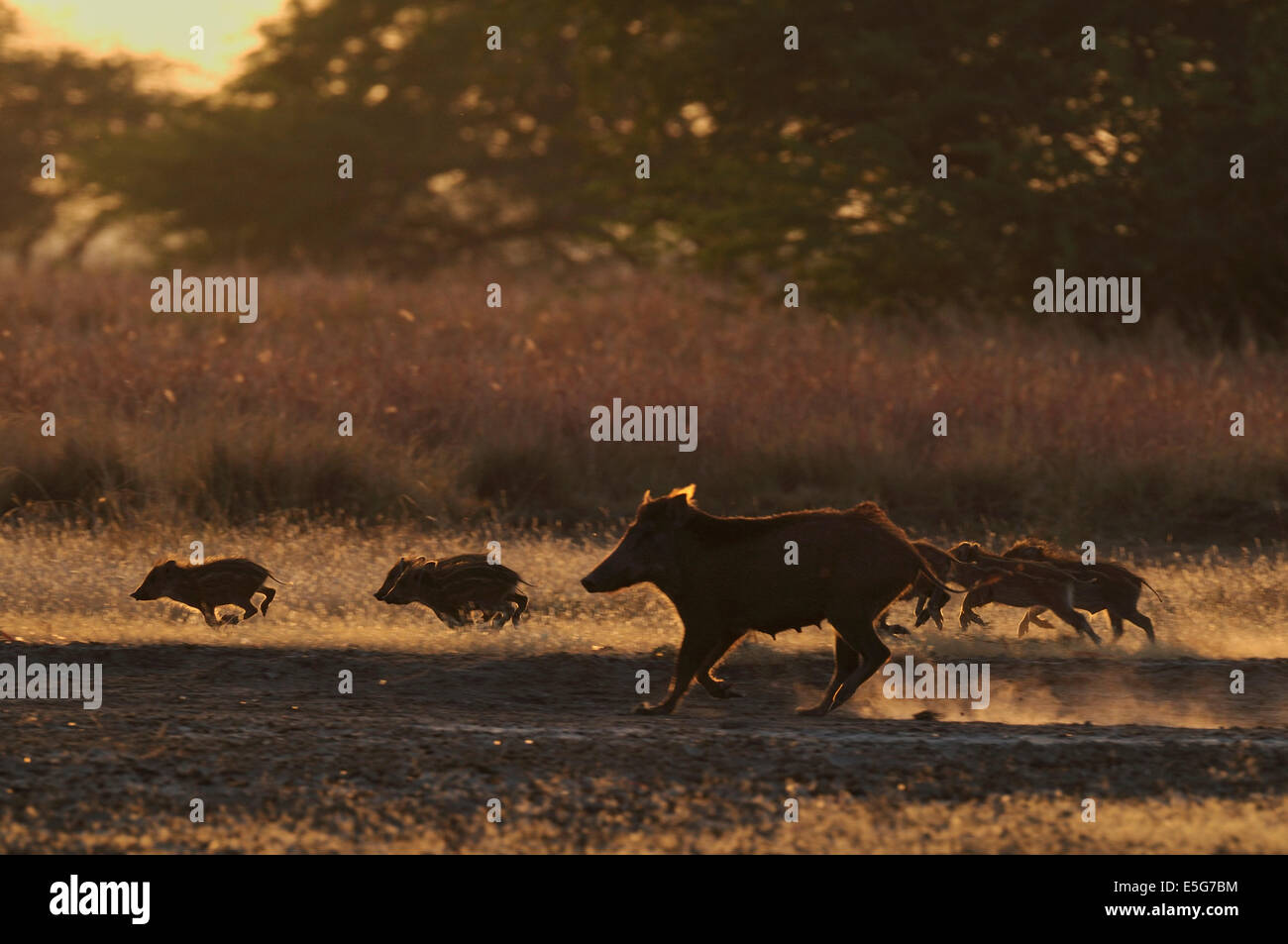 Running Wild Boar Stock Photos & Running Wild Boar Stock Images - Alamy