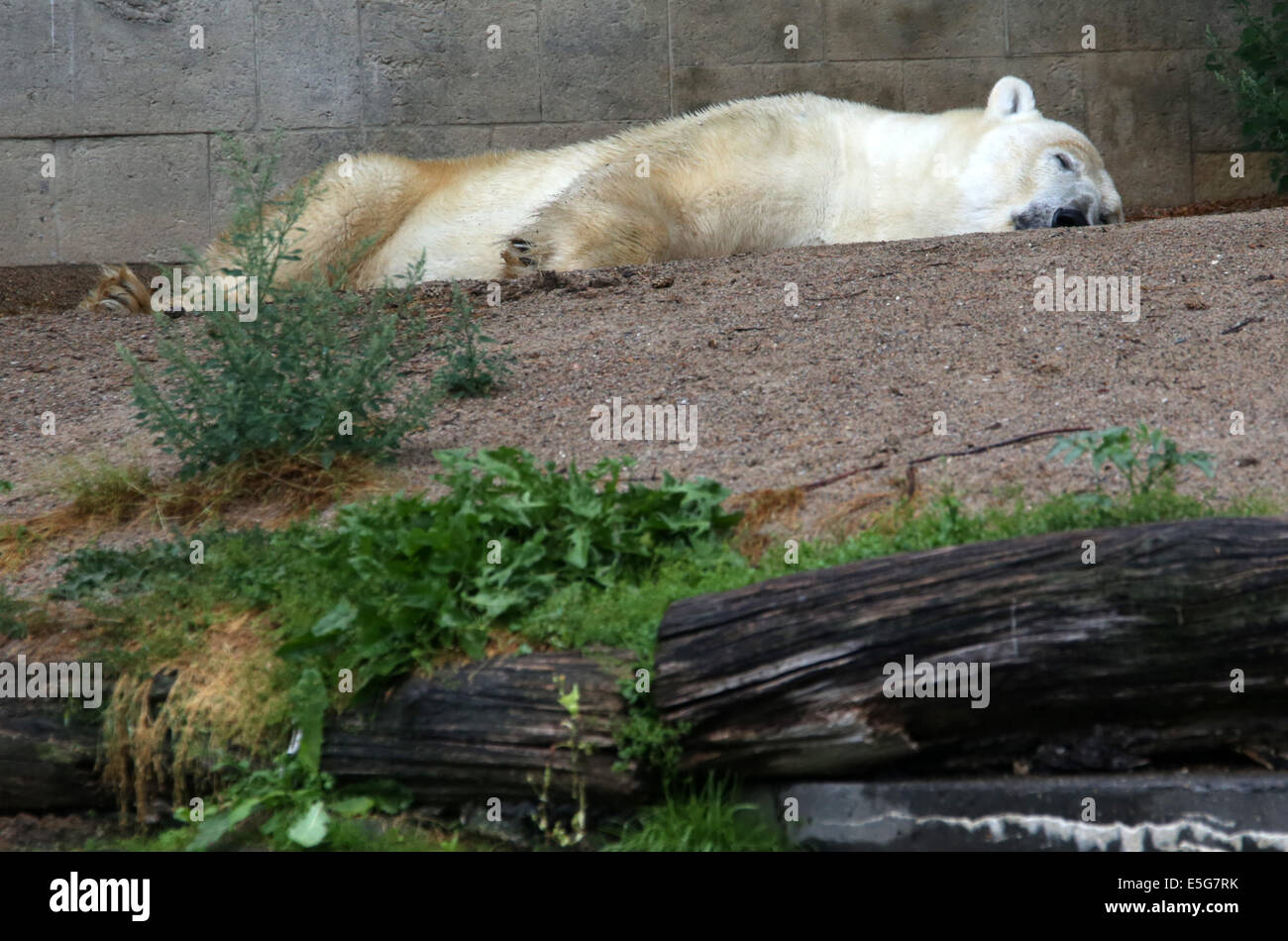Rostock, Germany. 30th July, 2014. A Polar bear doses in the zoo in ...