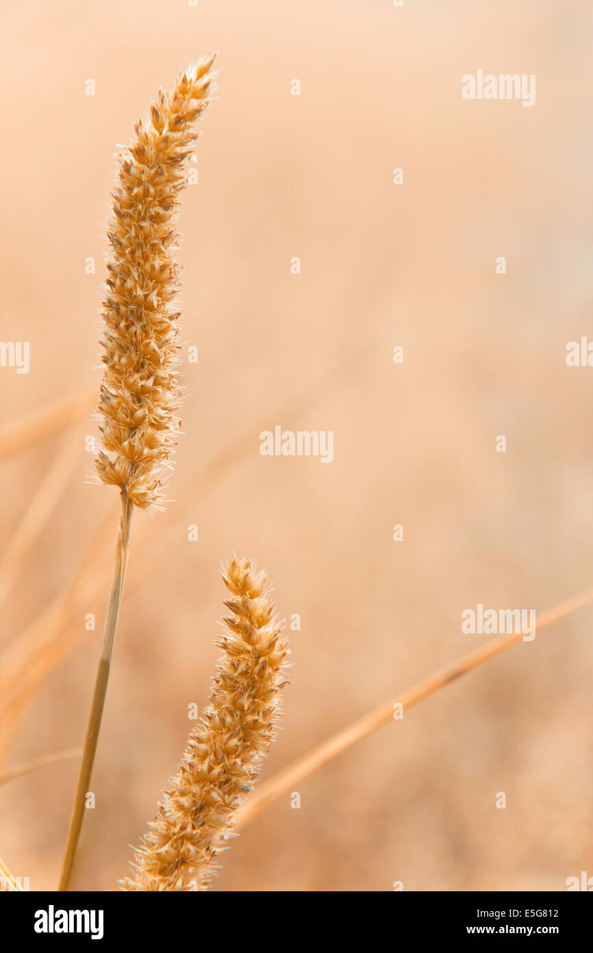 flowering grass plants Stock Photo - Alamy