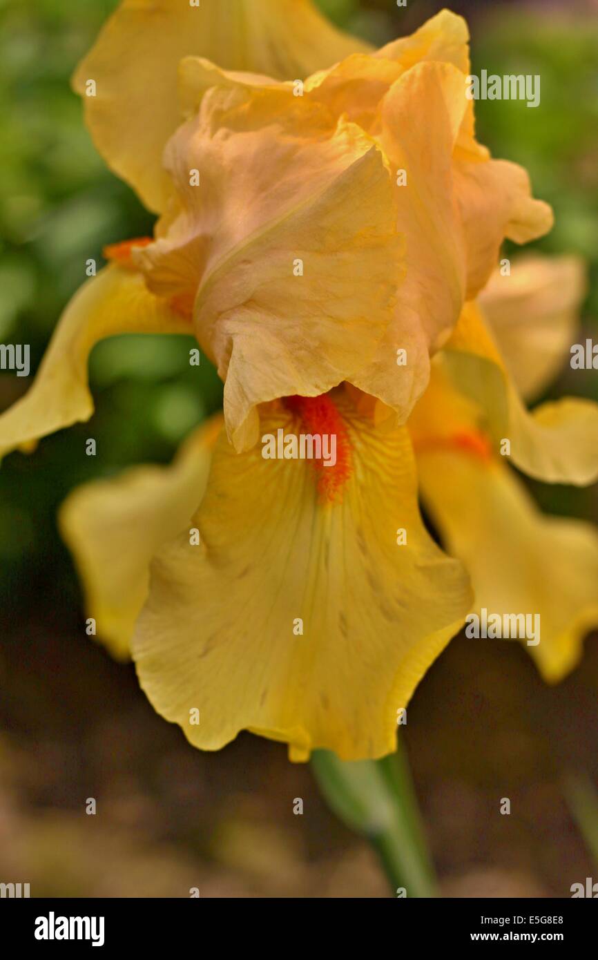 Detail of yellow iris flower Stock Photo - Alamy