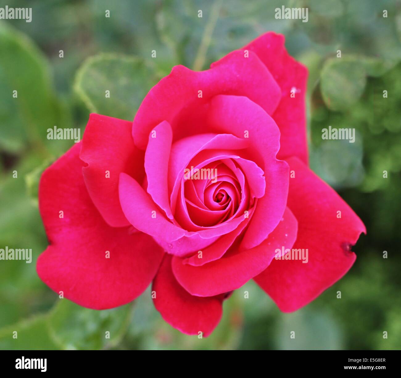 Red rose in the garden Stock Photo - Alamy
