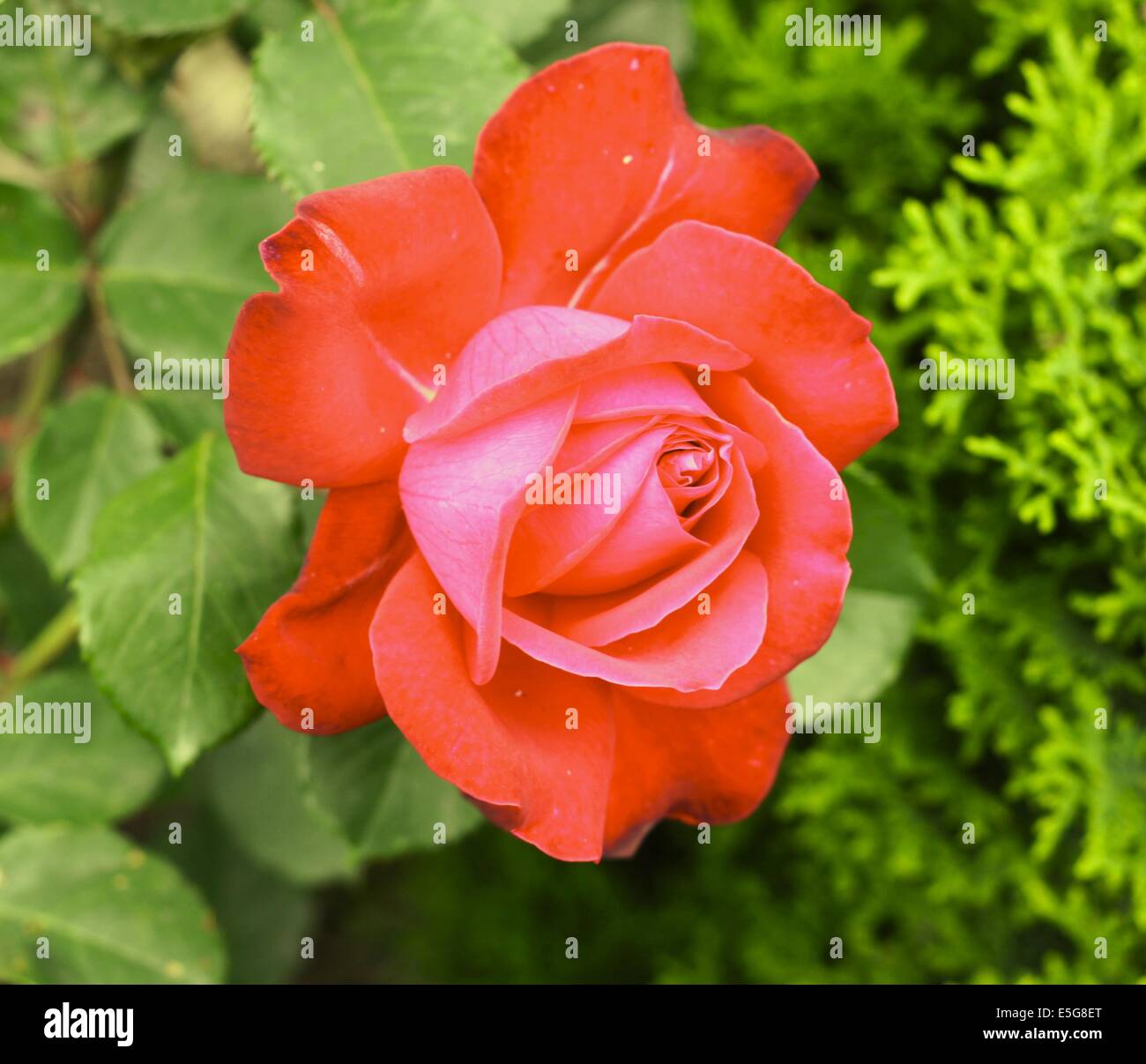 Big red rose hi-res stock photography and images - Alamy