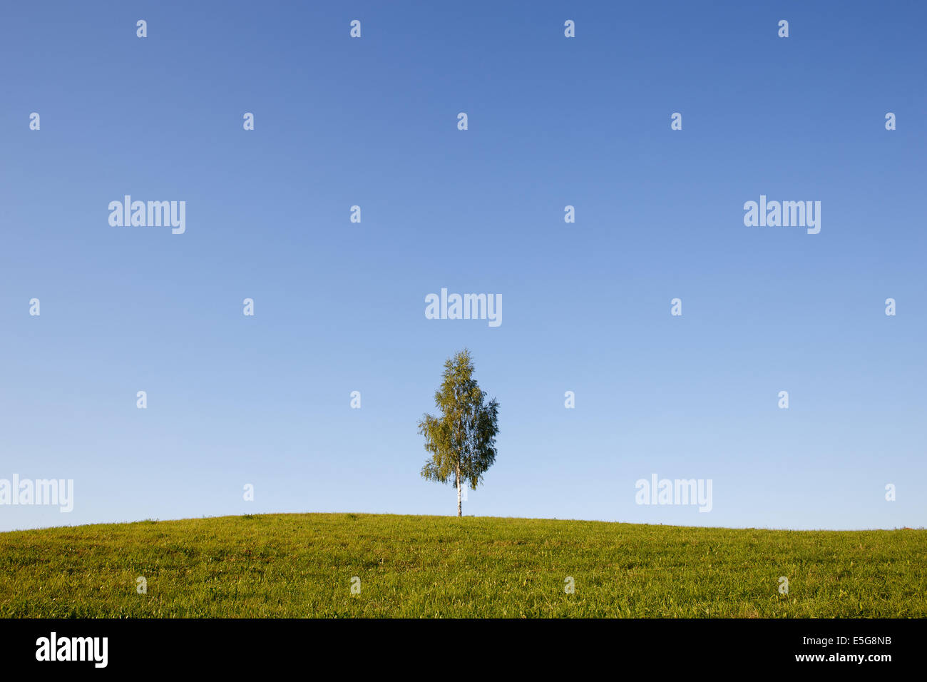 Lonely tree, blue sky background Stock Photo - Alamy