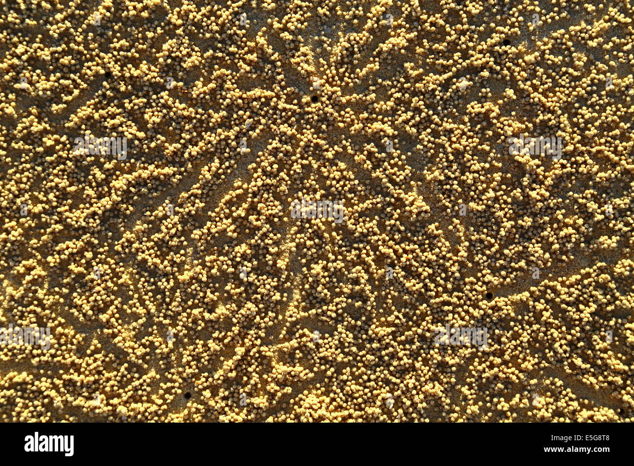 Sand bubbler crab burrows and the inflated sand pellets which result ...