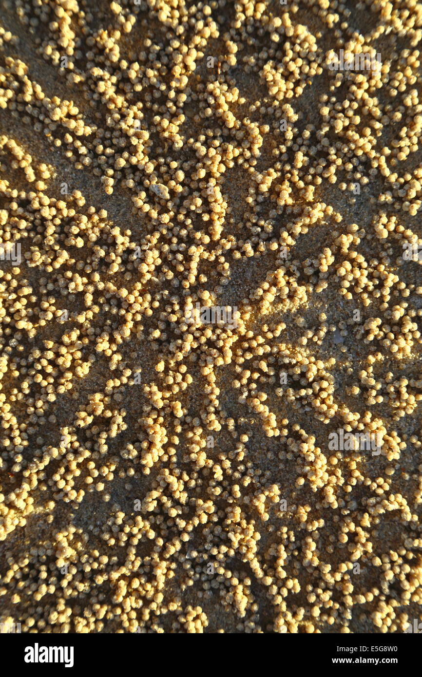 Sand bubbler crab burrows and the inflated sand pellets which result ...