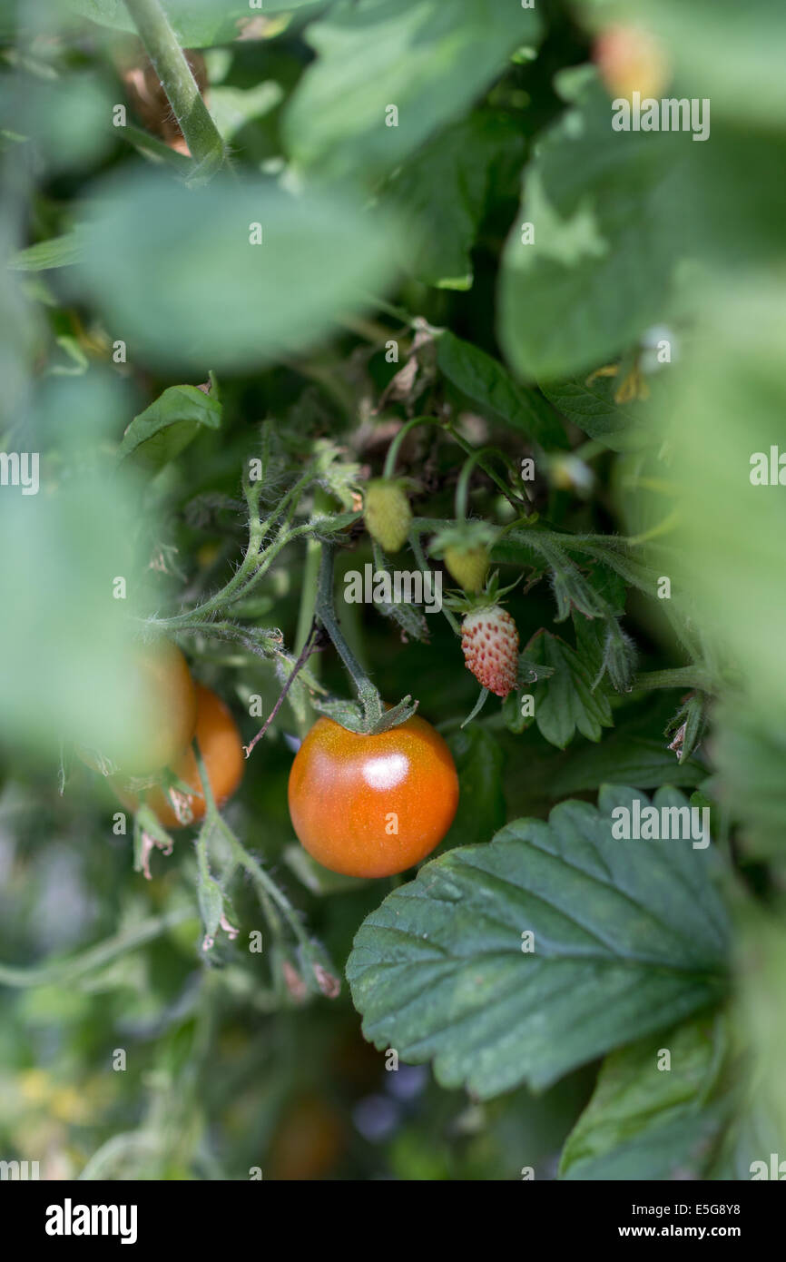 Semi ripe tomato hi-res stock photography and images - Alamy