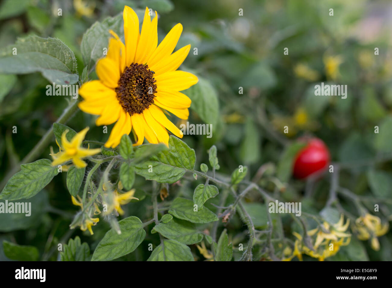 Small wood sunflower hi-res stock photography and images - Alamy