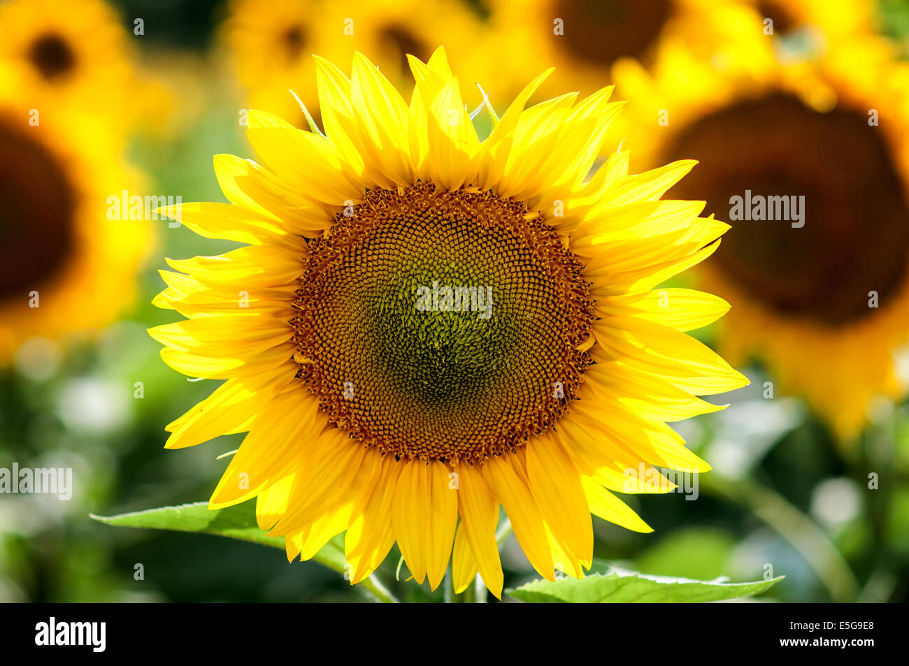 Back of sunflower hi-res stock photography and images - Alamy