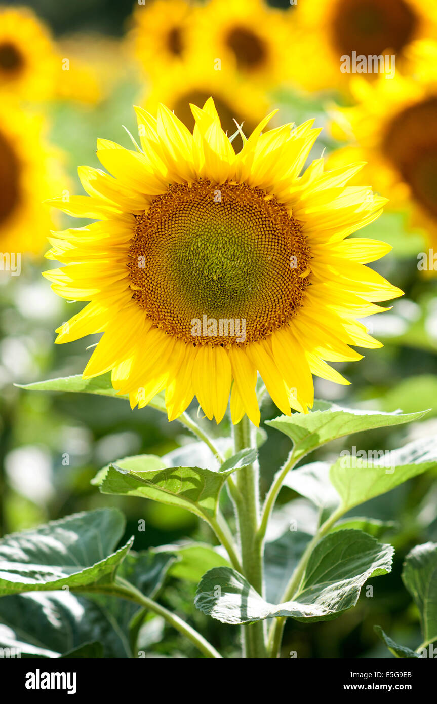 Back of sunflower hi-res stock photography and images - Alamy