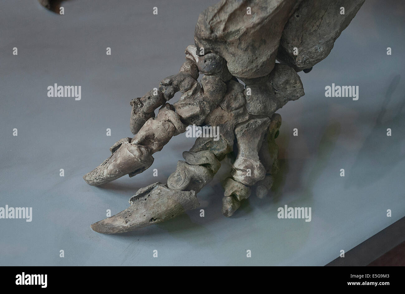 Skeleton Of Megatherium Stock Photos & Skeleton Of Megatherium Stock ...