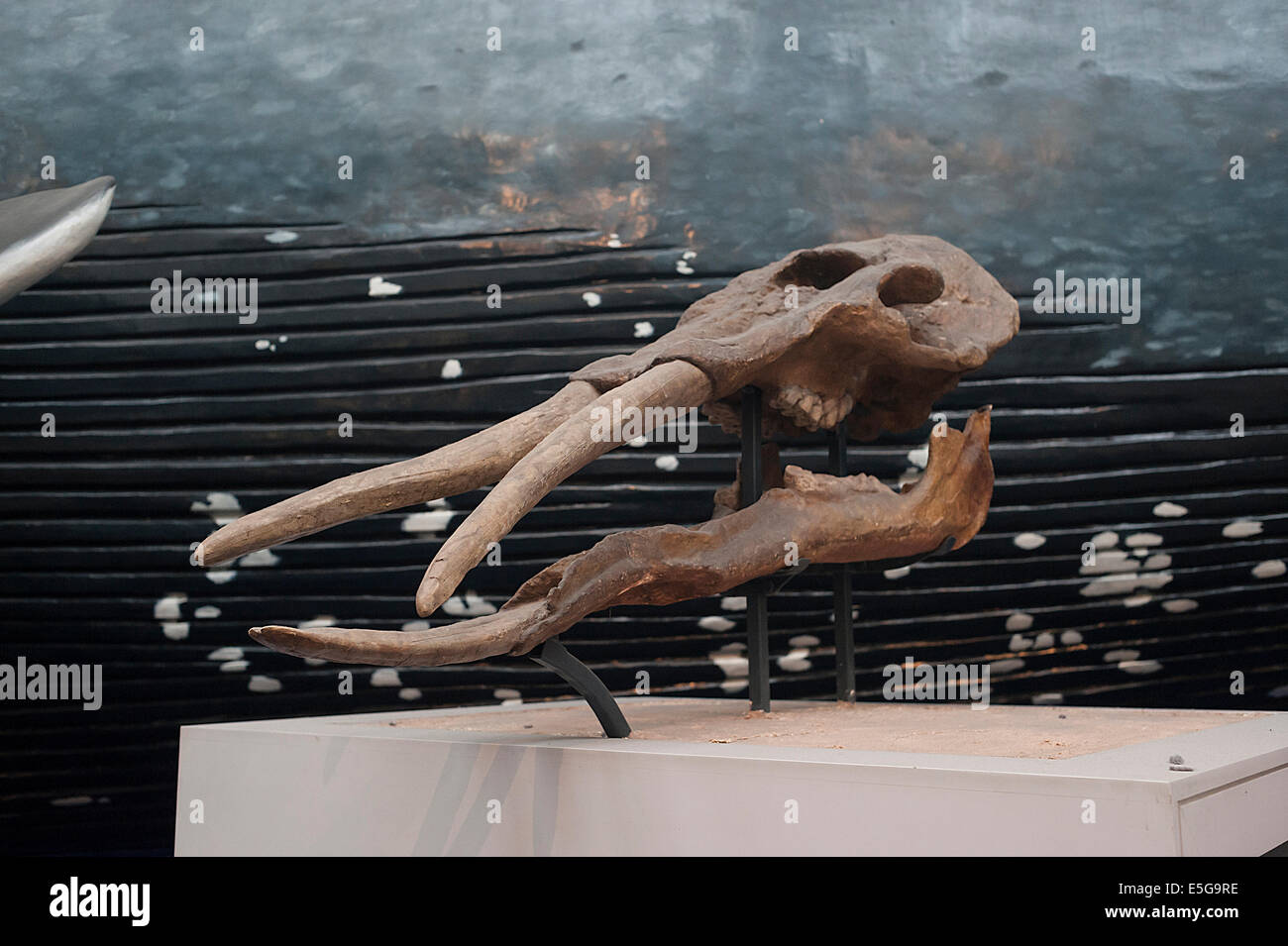 Gomphotherium Skeleton