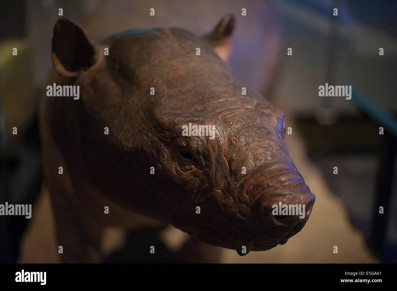 Proboscideans hi-res stock photography and images - Alamy