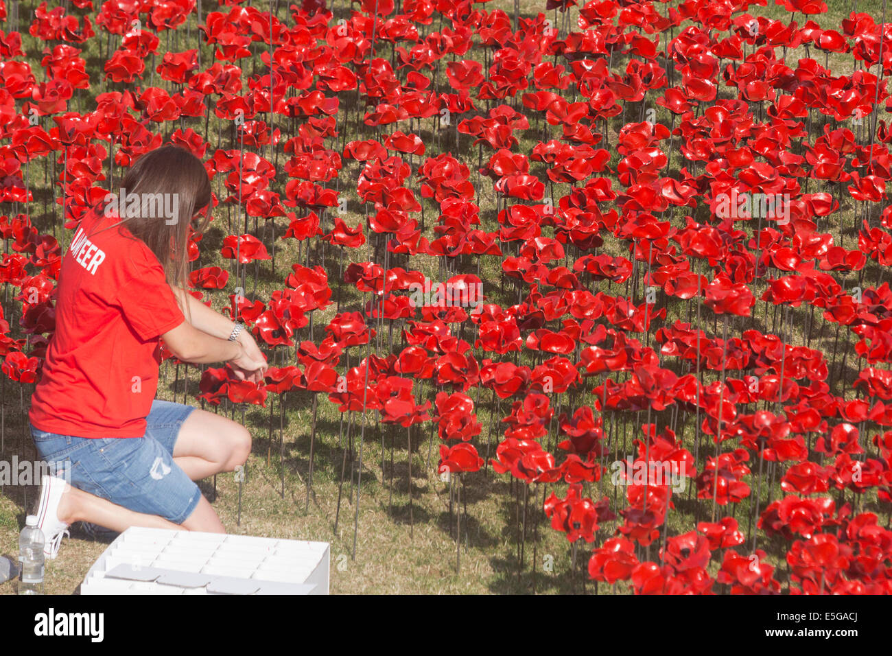 Ww1 soldier in poppy field hi-res stock photography and images - Alamy