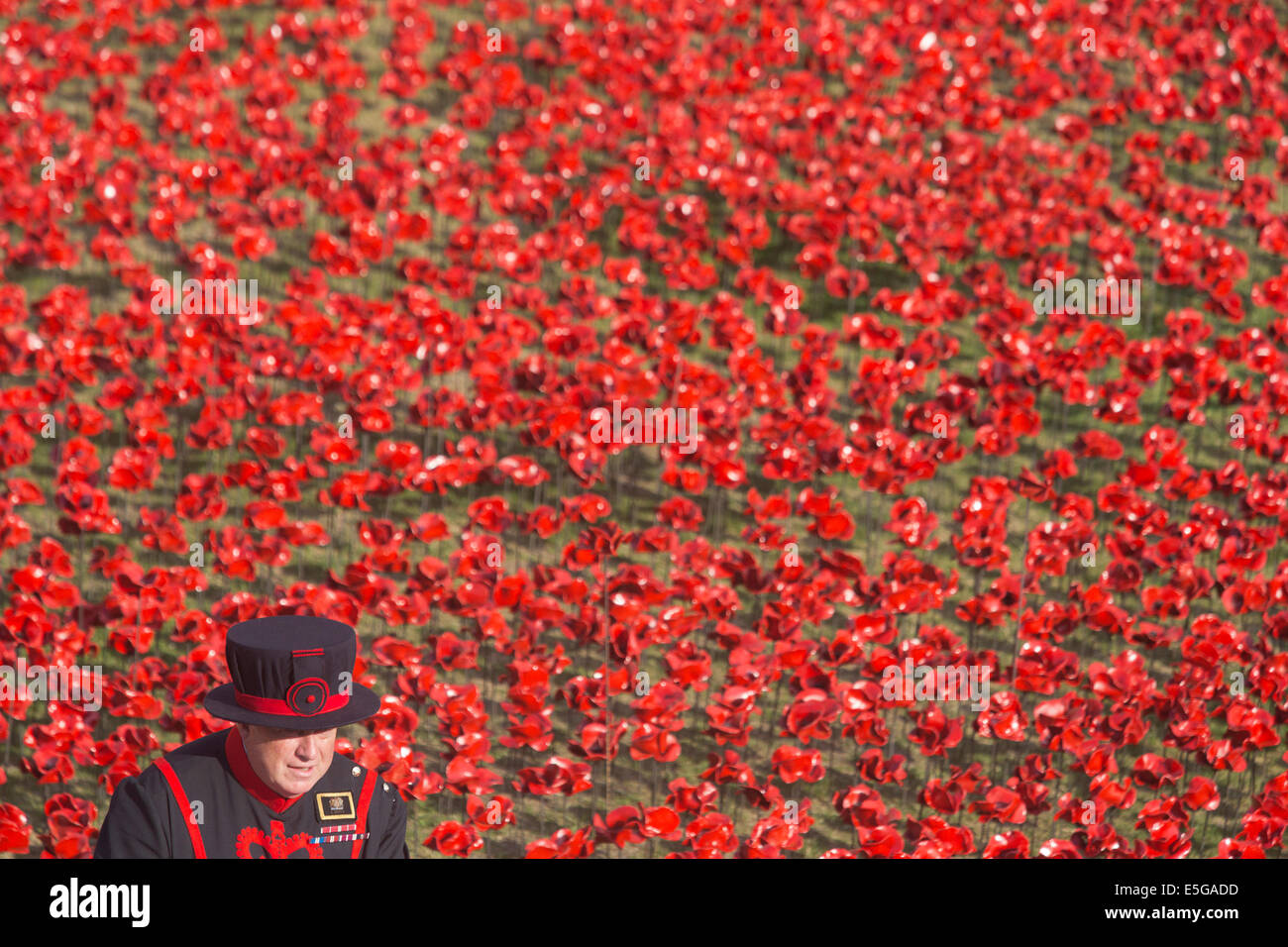 Ww1 soldier in poppy field hi-res stock photography and images - Alamy
