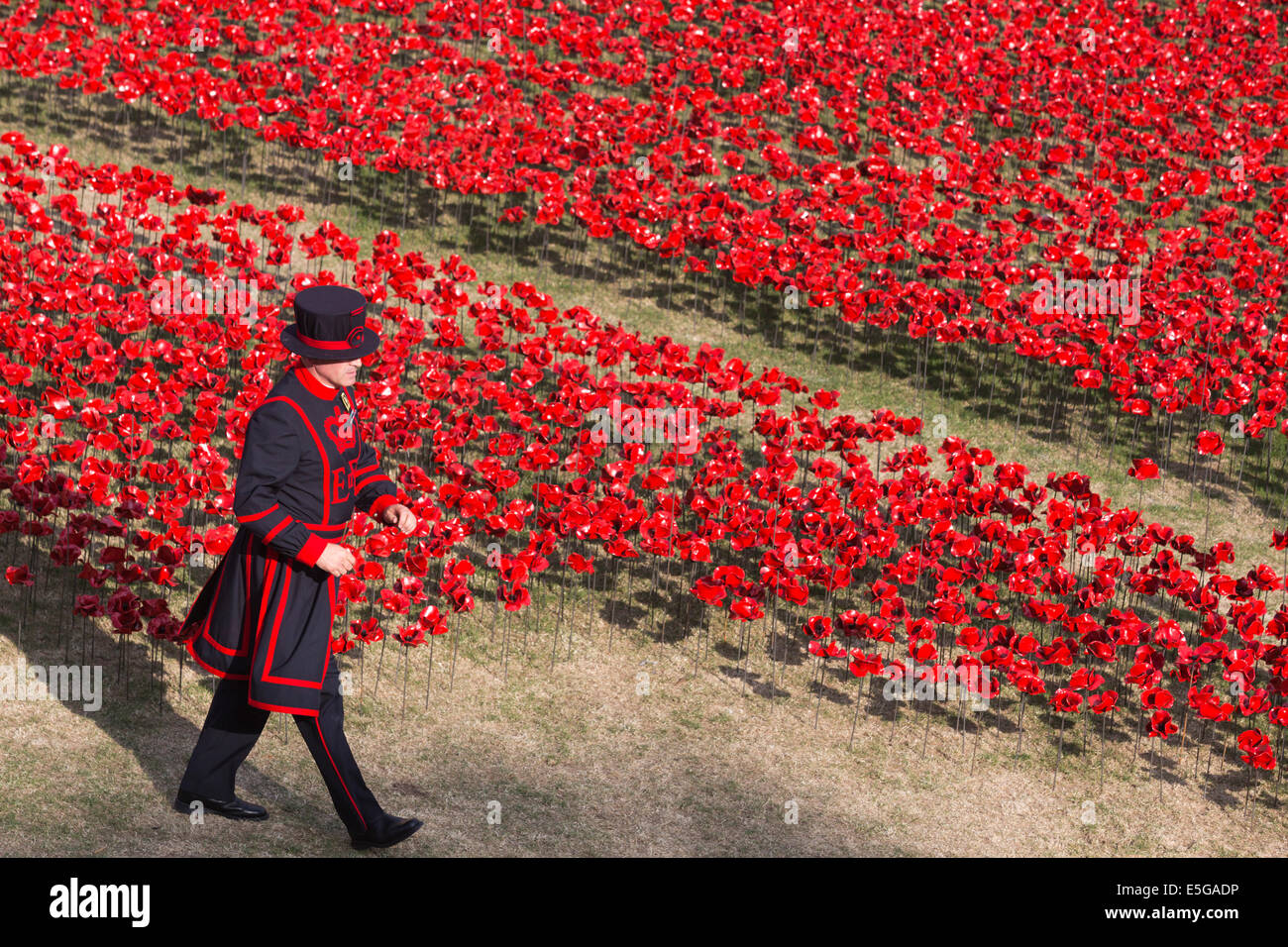 Ww1 soldier in poppy field hi-res stock photography and images - Alamy