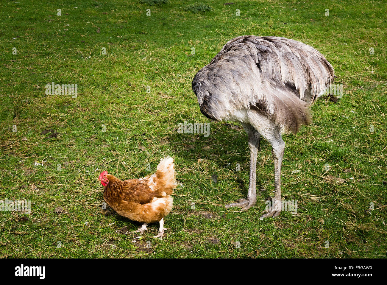 Headless chicken hi-res stock photography and images - Alamy