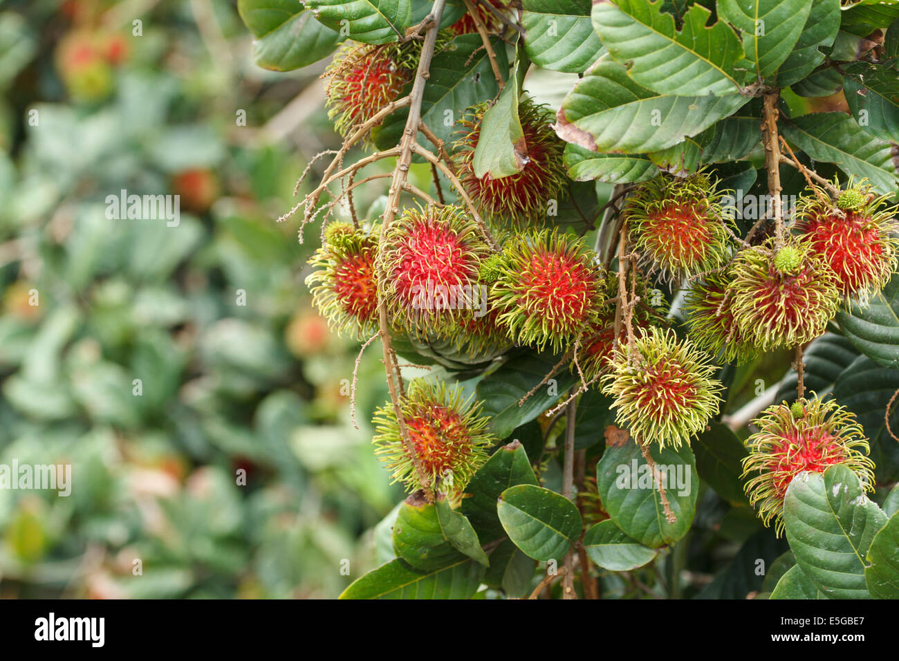 Red durian hi-res stock photography and images - Alamy